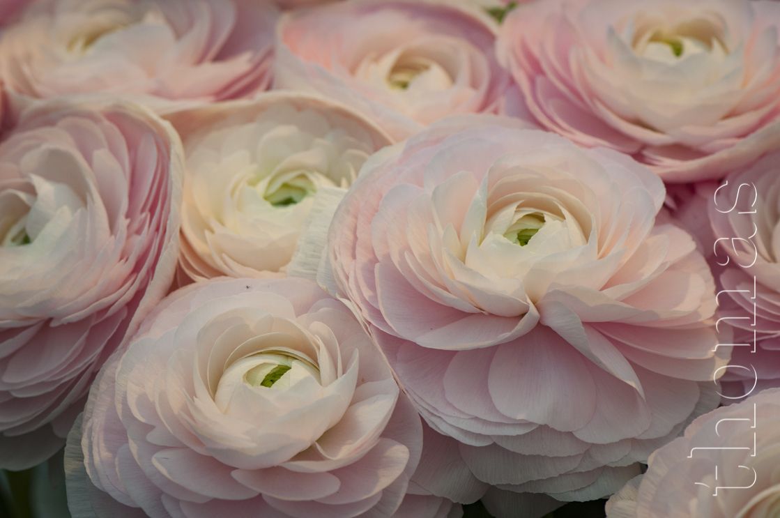 ranonkel - thomas.be