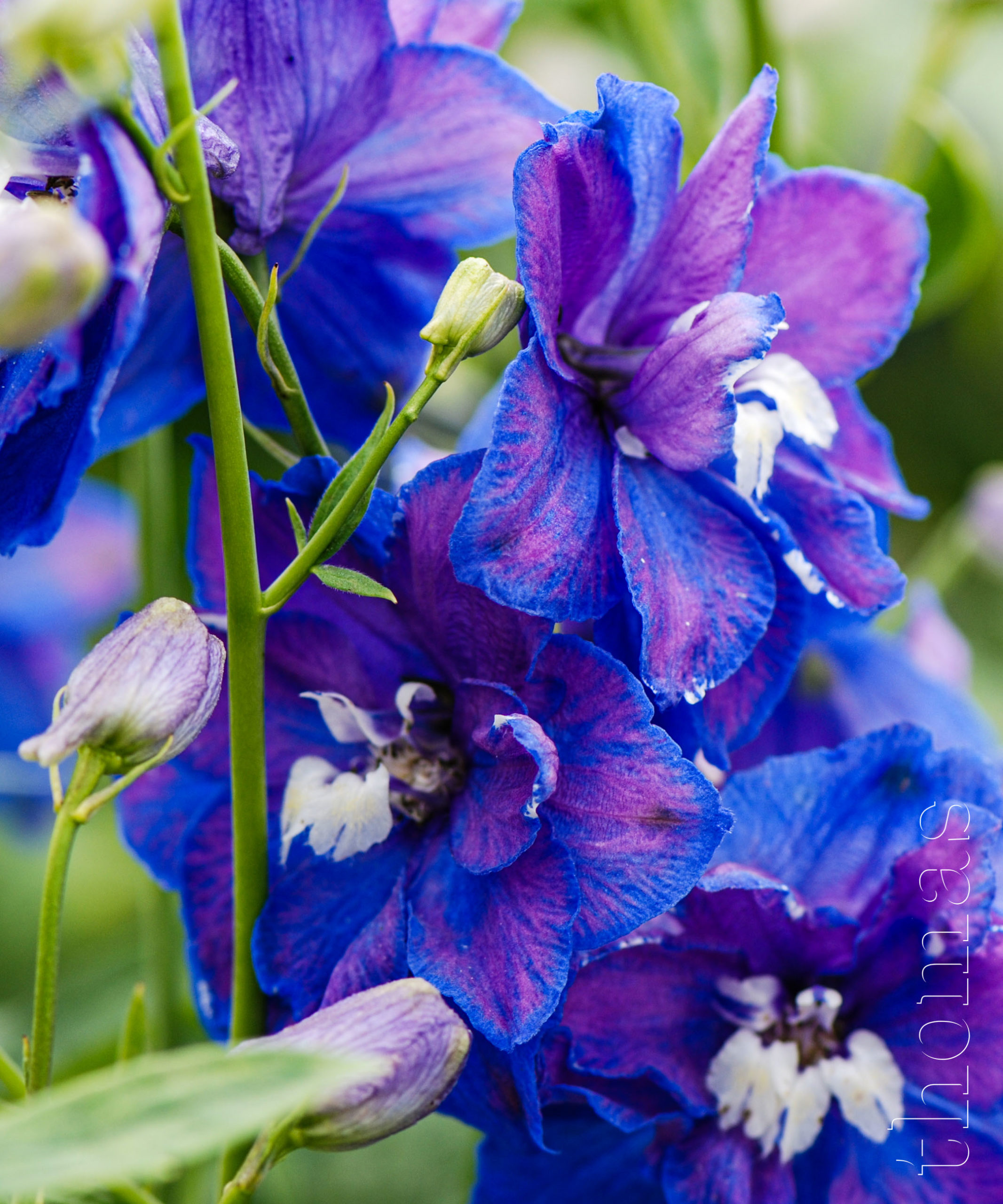delphinium - thomas.be