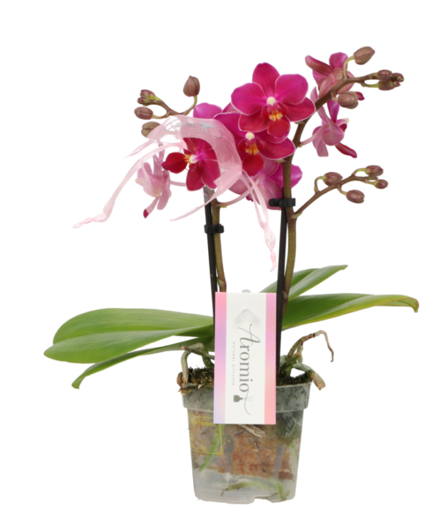 Ficus Lyrata - thomas.be